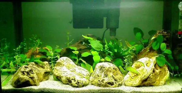 Aquarium Life Support Technique