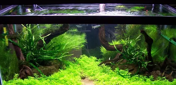 Aquarium boaiem en wetter 319_10