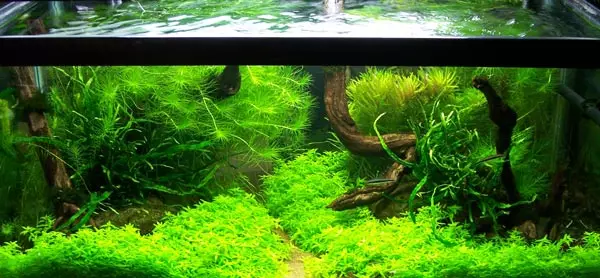 Aquarium boaiem en wetter 319_2