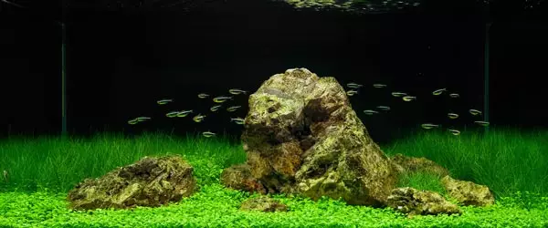 Aquarium boaiem en wetter 319_3