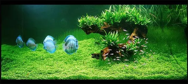 Sol et eau d'aquarium 319_6