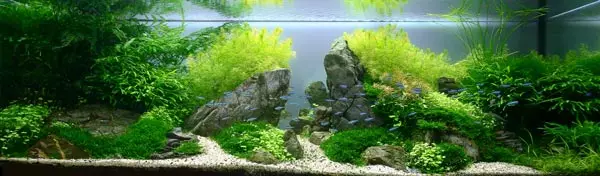 Aquarium boaiem en wetter 319_7