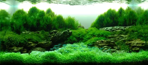 Aquarium boaiem en wetter 319_9