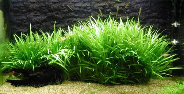 Regels foar it hâlden fan planten yn in aquarium