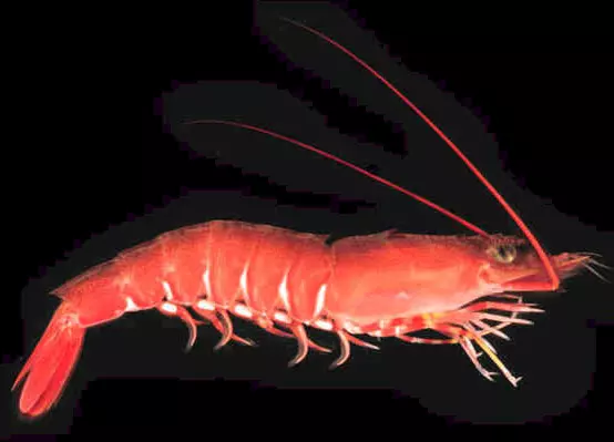 Akopọ gbogbogbo ti awọn crustaceans