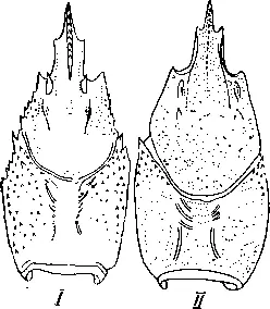 Kefalotoraksi. I - Astacus leptodactylus; II - Astacus astacus