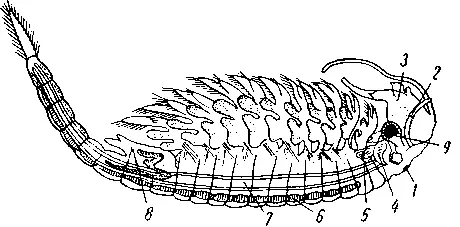 Branchipus branchipus ກັບຄືນໄປບ່ອນລົງ