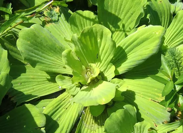 Pistia (Pistia stratiotes), эсвэл усны салат