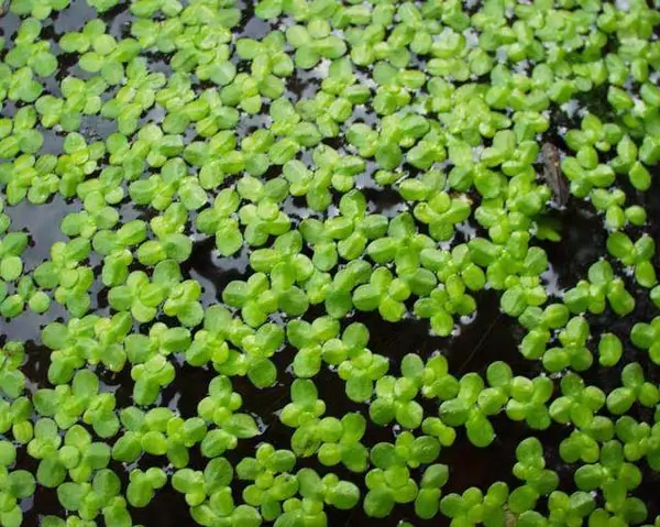 Duckweed (Lemna)