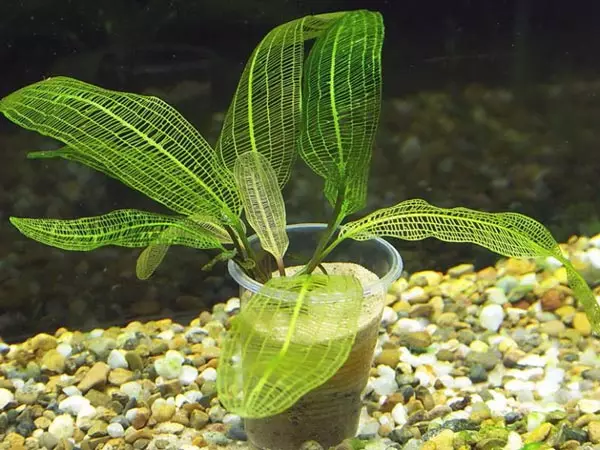 Aponogetoni u akvariju 325_2