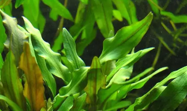 Cryptocoryne in acquario