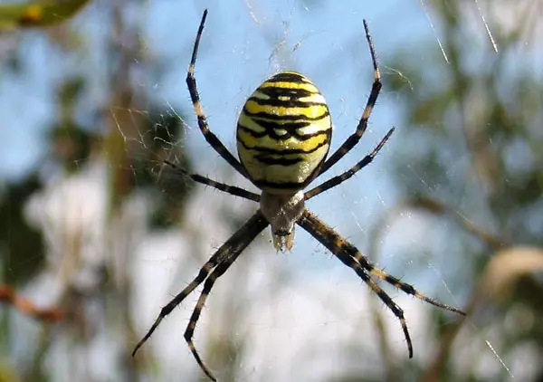 Córais eisfheartha agus atáirgthe arachnidí