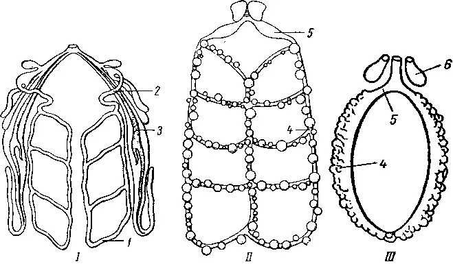 蛛形綱動物的排泄和生殖系統 3277_5