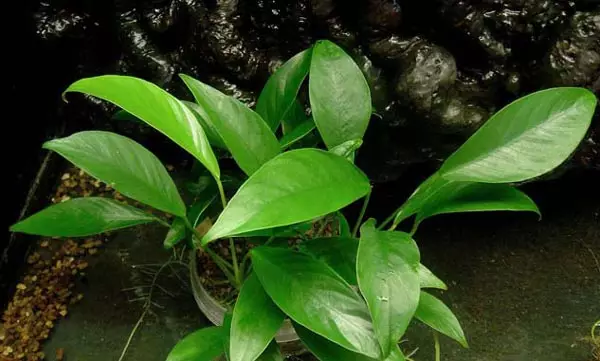 Anubias ໃນຕູ້ປາ