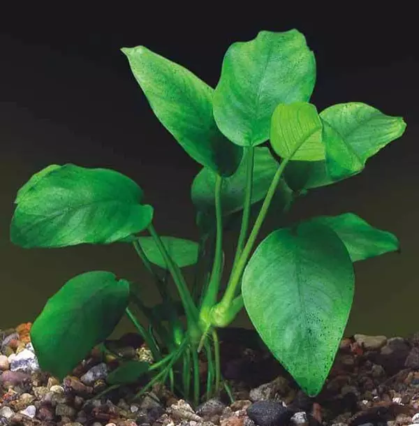 Anubias દ્વાર્ફ (Anubias barteri var.nana)