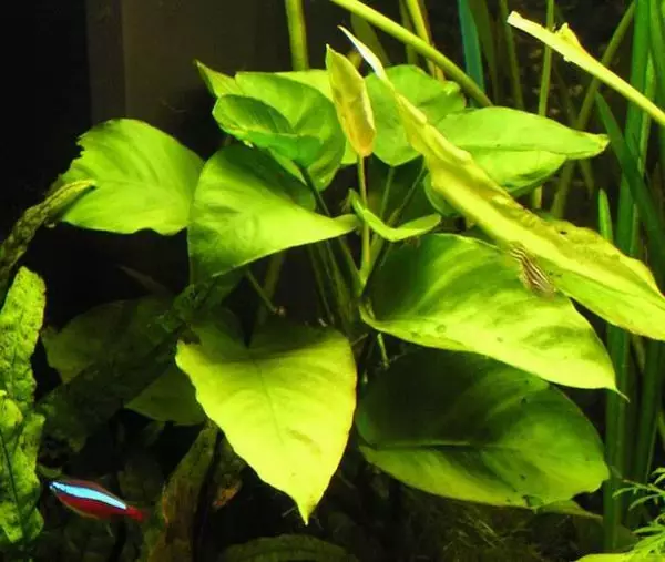 آنوبیاس بارتری (Anubias barteri var.barteri)