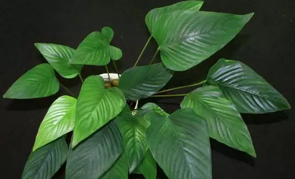 Anubias gracilis