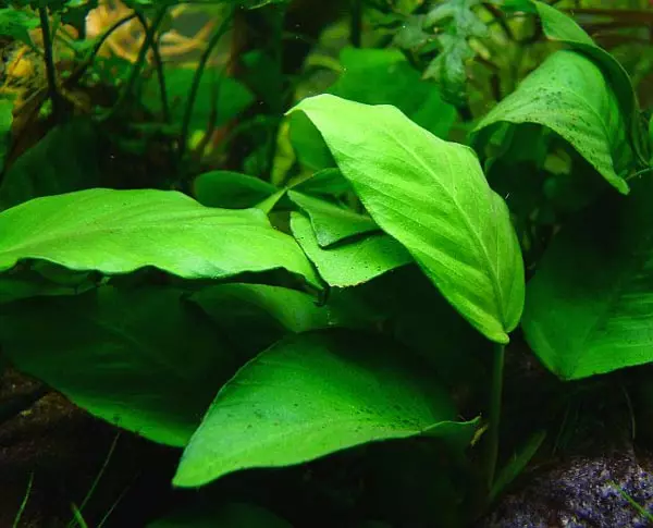 آنوبیاس کنگو (Anubias congensis ، مترادف A. heterophilla)