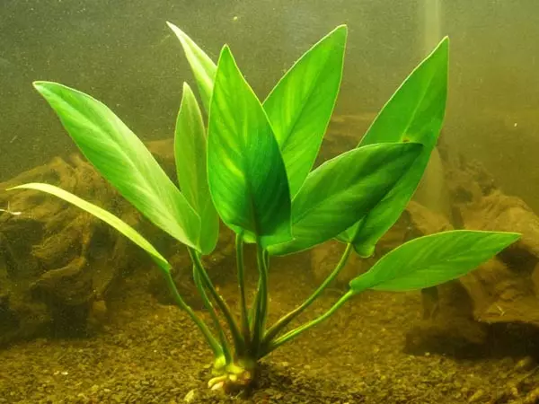 I-Anubias hastifolia