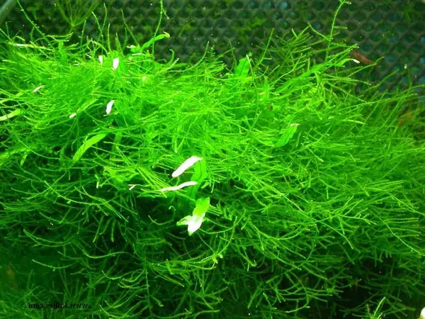 Mosses and ferns in the aquarium