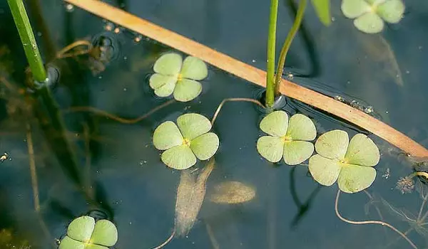 Марсилија (Marsilea quadrifolia)