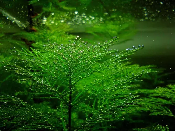 Thai, or pterygoid fern (Microsorim pteropus)