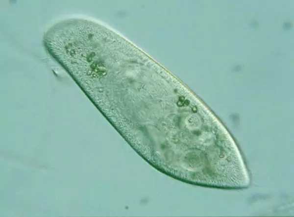 Ciliates