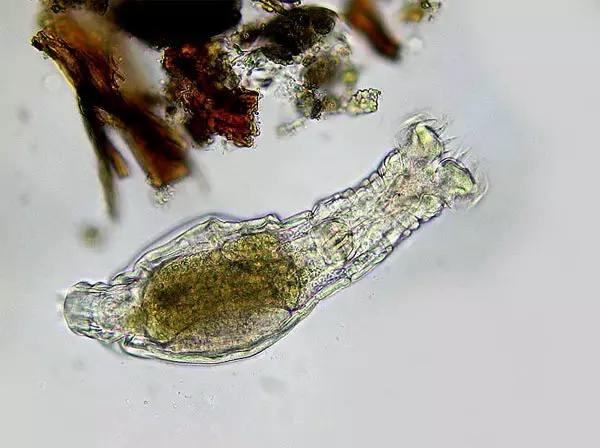 Rotifer