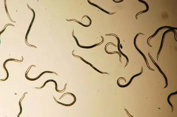 Nematodo acético o microworm