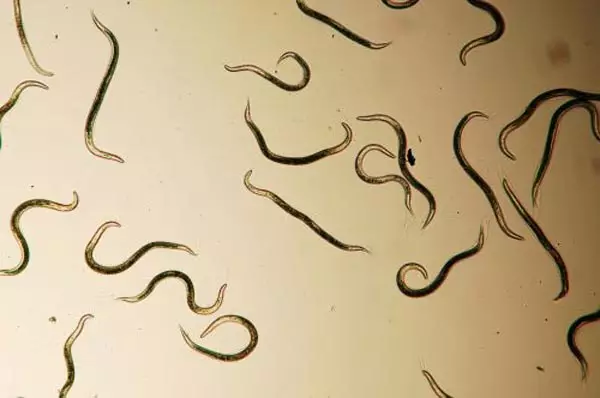 Essigsäurenematode oder Mikrowurm