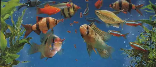 Aquarienfische füttern und füttern 331_15