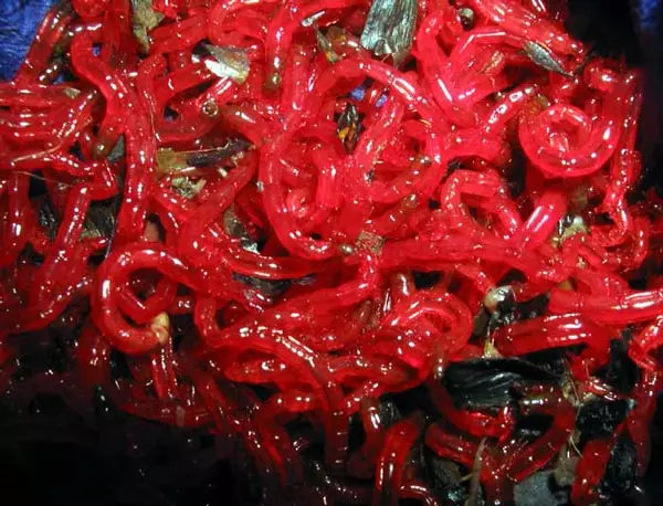 Bloodworm