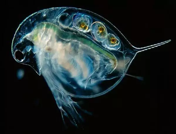 Daphnia