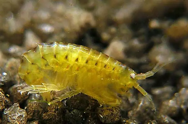 Gammarus