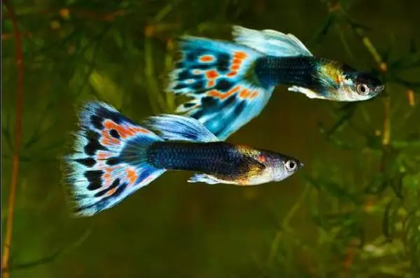 Guppy (Poecilia reticulata)