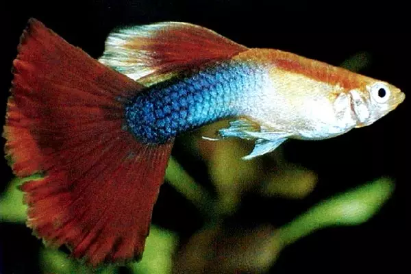 Guppy (Poecilia reticulata) 334_2