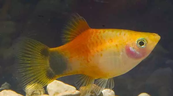 水族館のペシリア