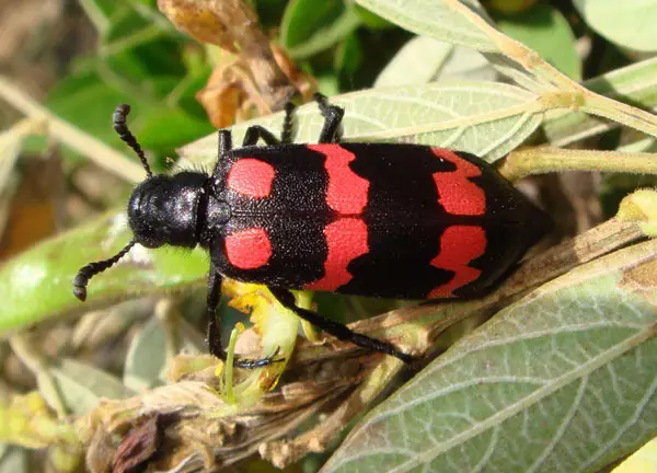 Paraan ng biological pest control