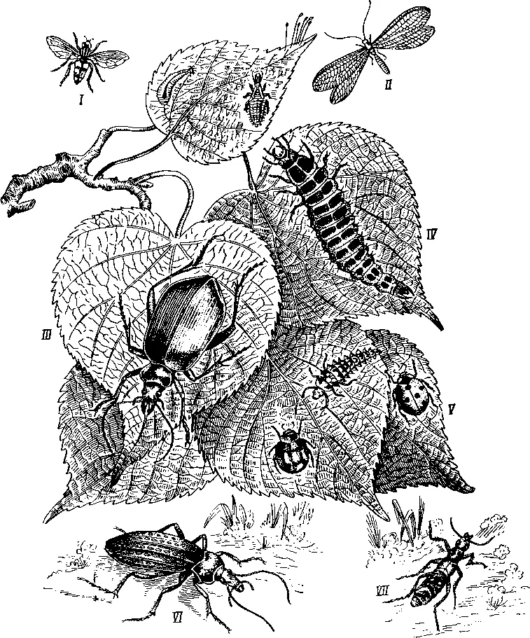 生物害虫防治方法 3375_4