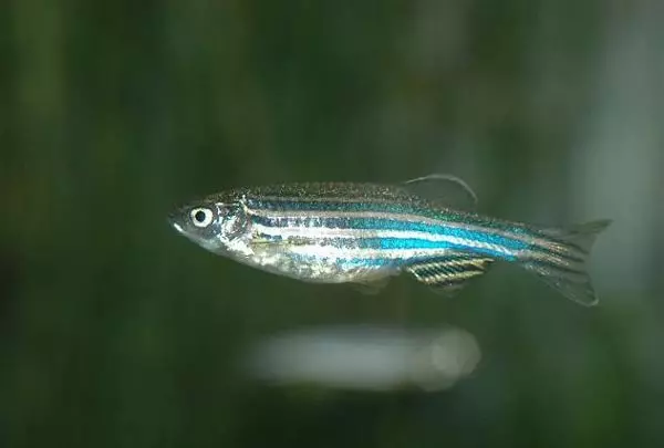 I-Danio rerio (V. rerio)