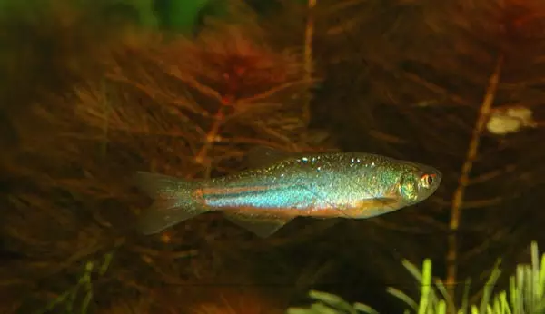 Zebrafish Jambon (B. albolineatus)