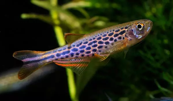 Leopard zebrafish (V. frankei)