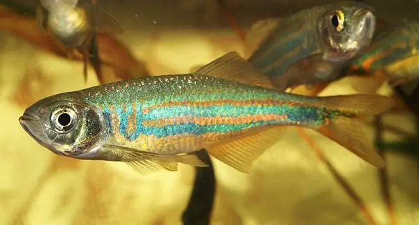 Malabar zebrafish (Danio aequipinnatus)