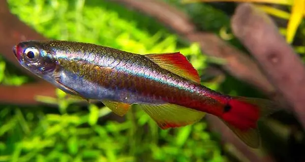 Ukhadinali (Tanichthys albonubes)