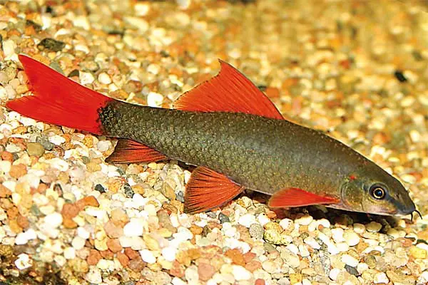 Icyatsi kibisi (Epalzeorhynchus (Labeo) frenatus)