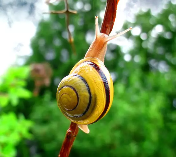 Mollusc şaxek taybetî ya Protostomes in.