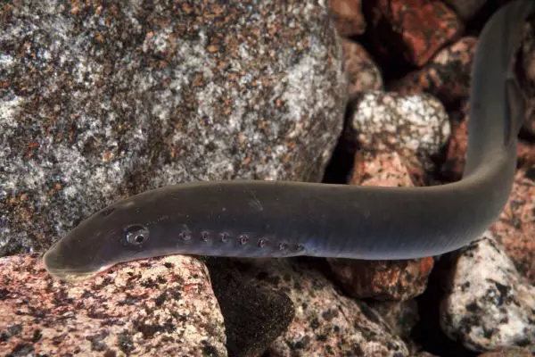 Undirflokkur Lamprey (Petromyzones)