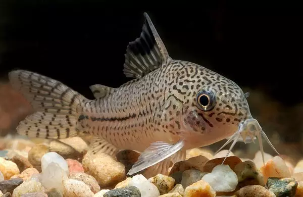 水族馆鲶鱼和鲶鱼