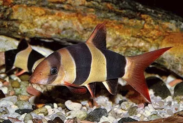 Mbalame yotchedwa Botia clownfish (Botia macracanthus)