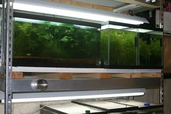 Aquarists များသည်သားငါးမျိုးစိတ်တစ်ရာကျော်မွေးမြူထားသည်